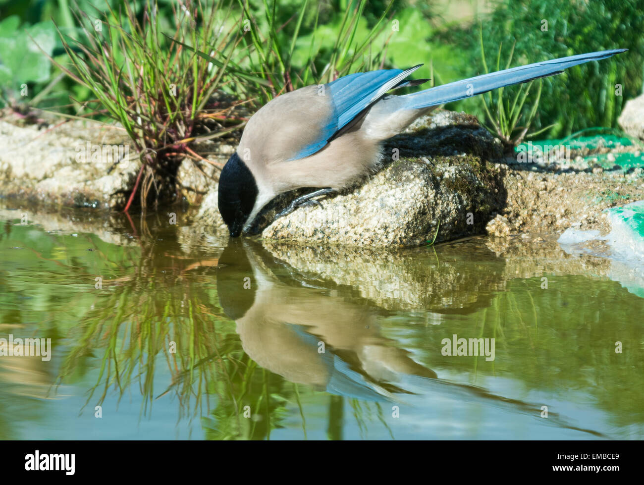 iberian magpie (cyanopica cooki Stock Photo - Alamy