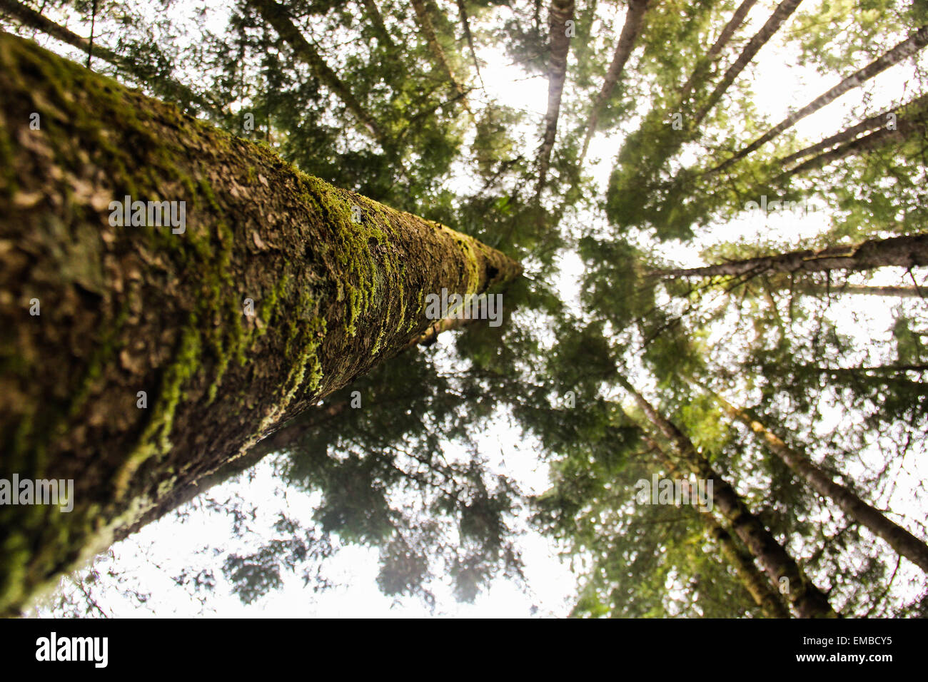 Forest treetops hi-res stock photography and images - Alamy