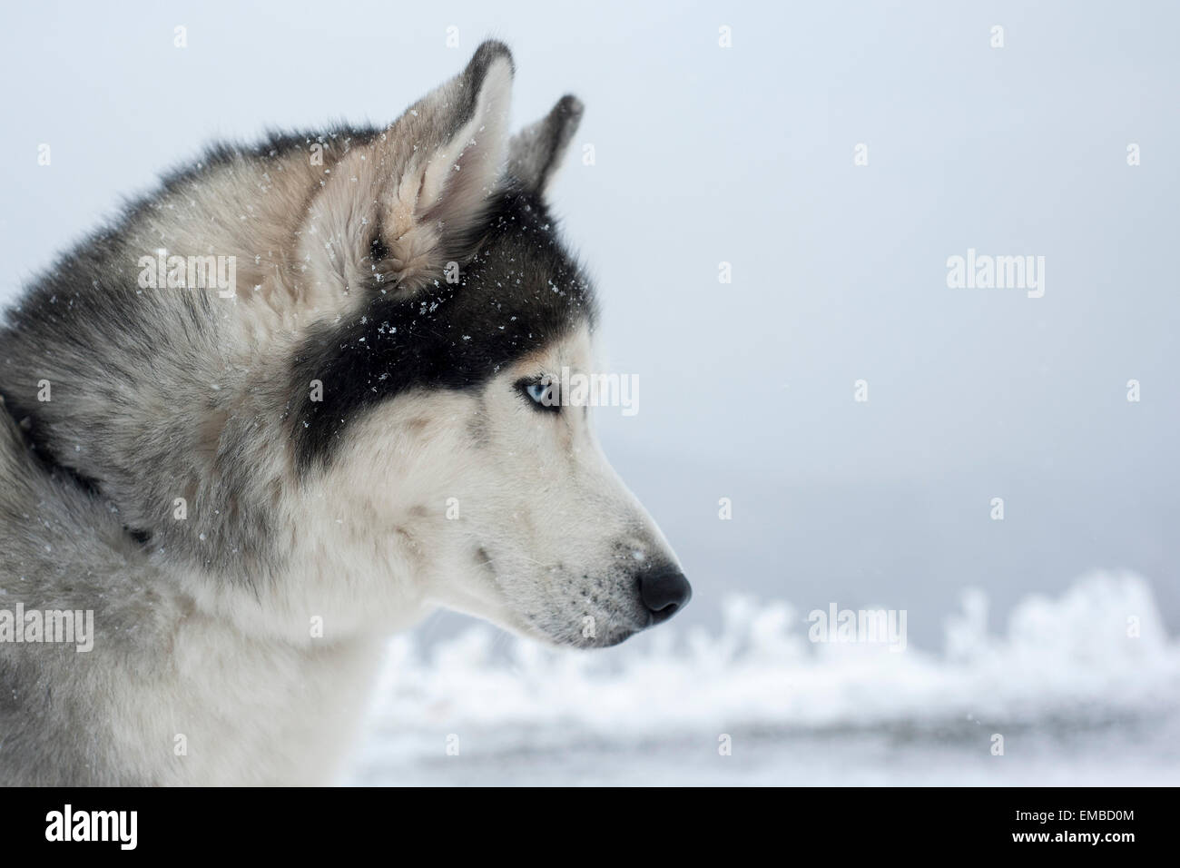 Profile portrait of a husky dog with blue eyes Stock Photo - Alamy
