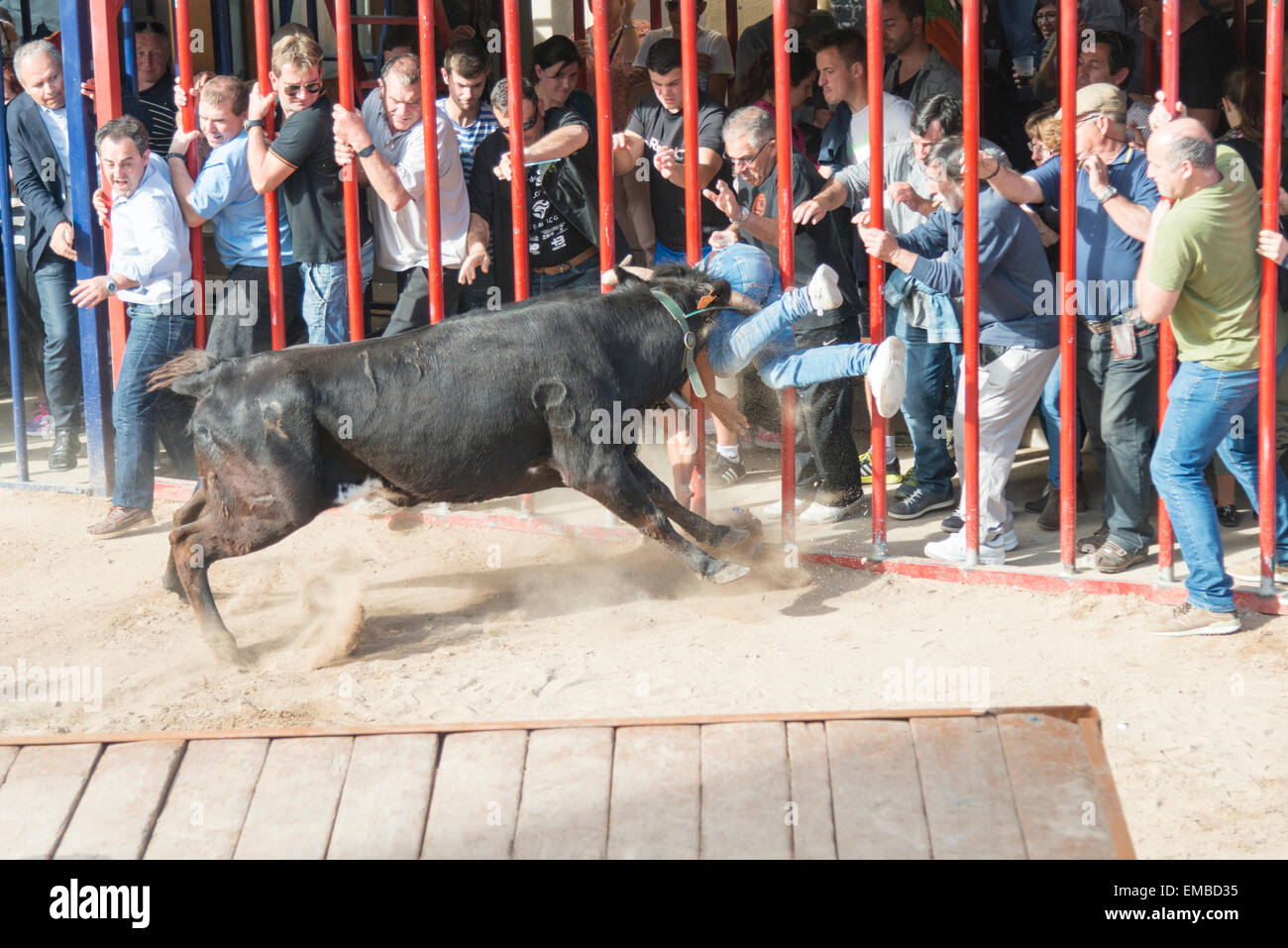 Bull cow from behind hi-res stock photography and images - Alamy