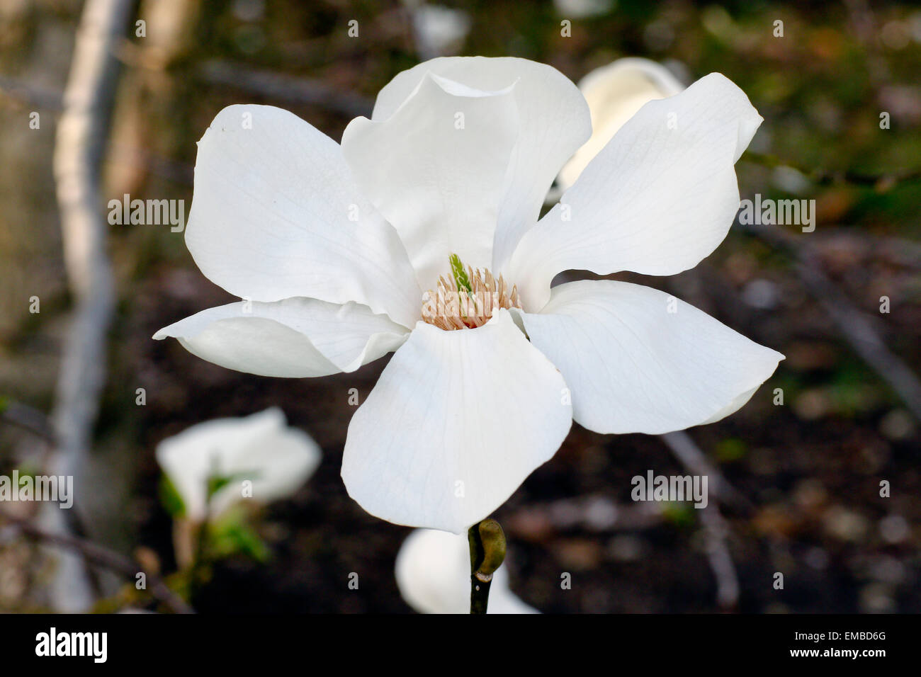 Magnolia zenii hi-res stock photography and images - Alamy