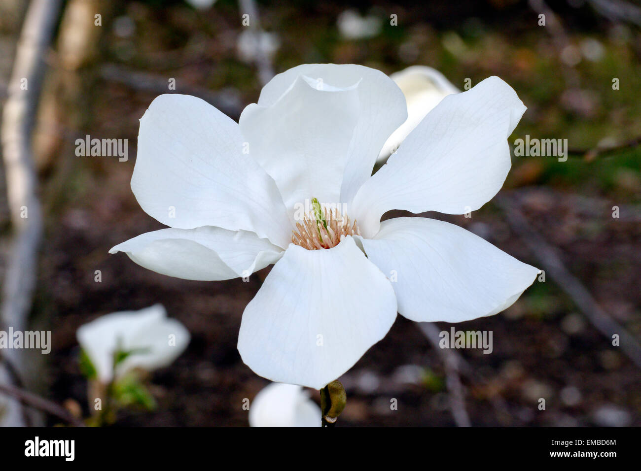 Magnolia zenii hi-res stock photography and images - Alamy