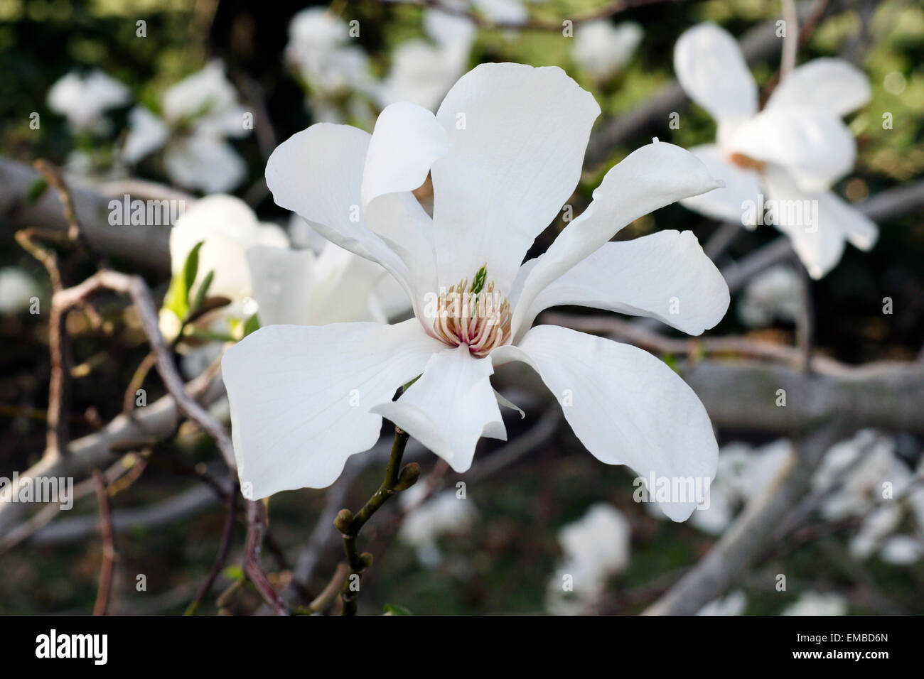 Magnolia zenii hi-res stock photography and images - Alamy