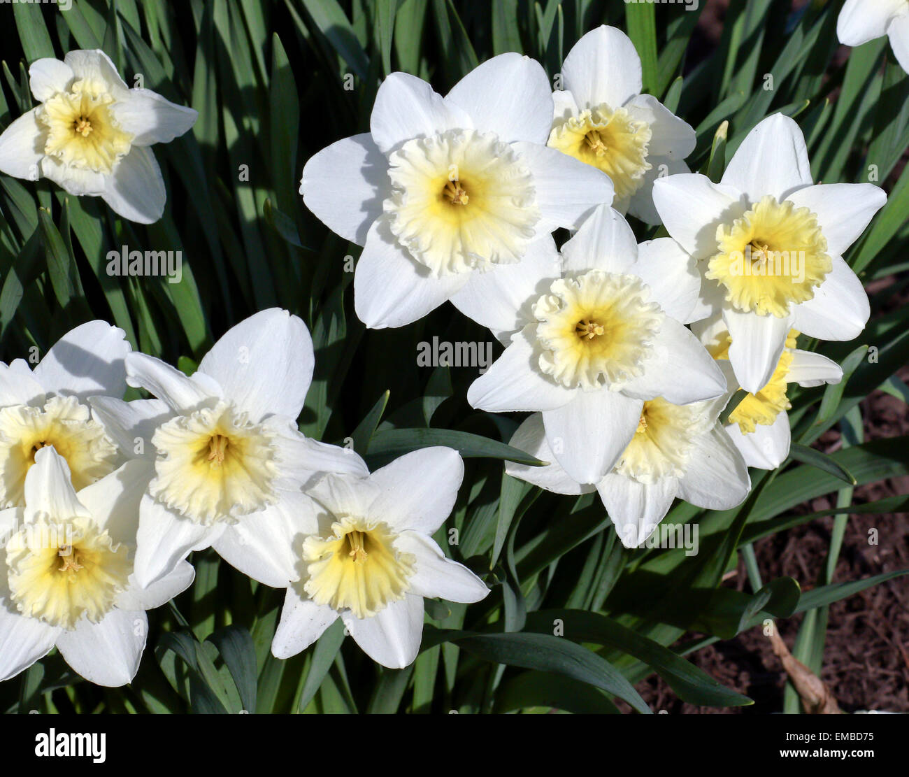 Daffodil flower bulb peddle stem spring Stock Photo - Alamy