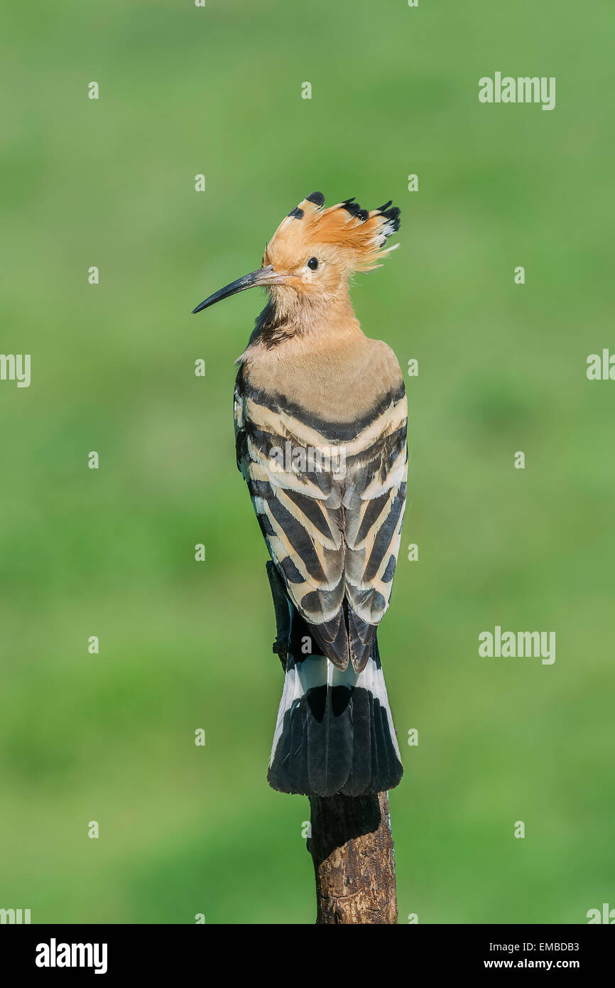 hoopoe (Upupa epops Stock Photo - Alamy