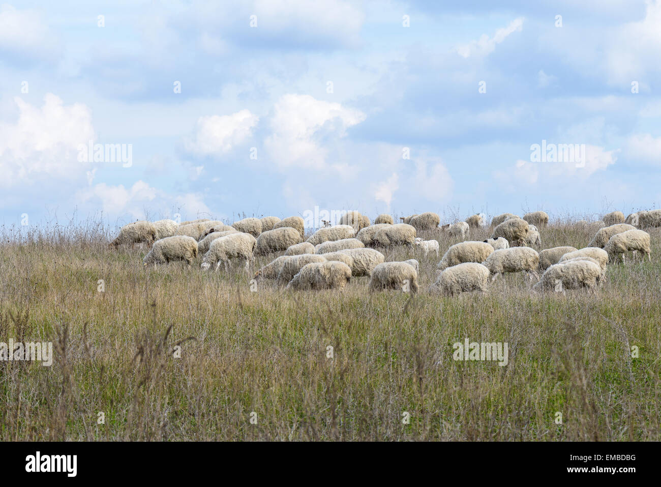 Sheep grass rome hi-res stock photography and images - Alamy