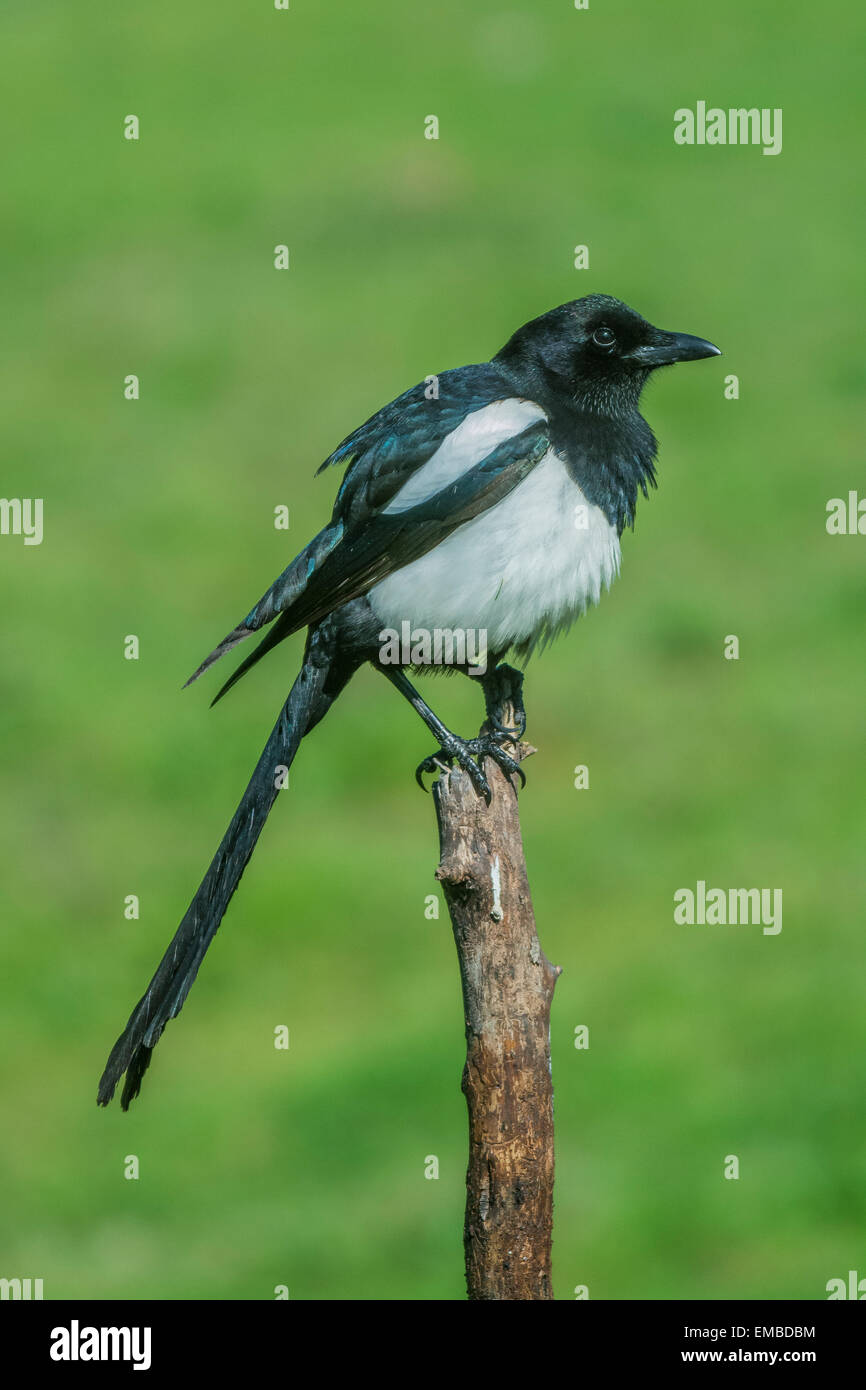 Magpie pictures hi-res stock photography and images - Alamy