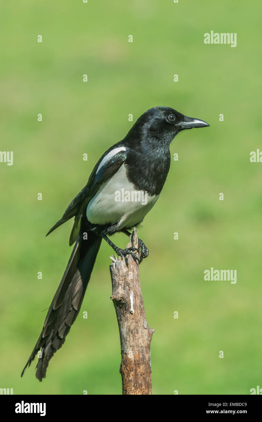 Magpie feather isolated hi-res stock photography and images - Alamy