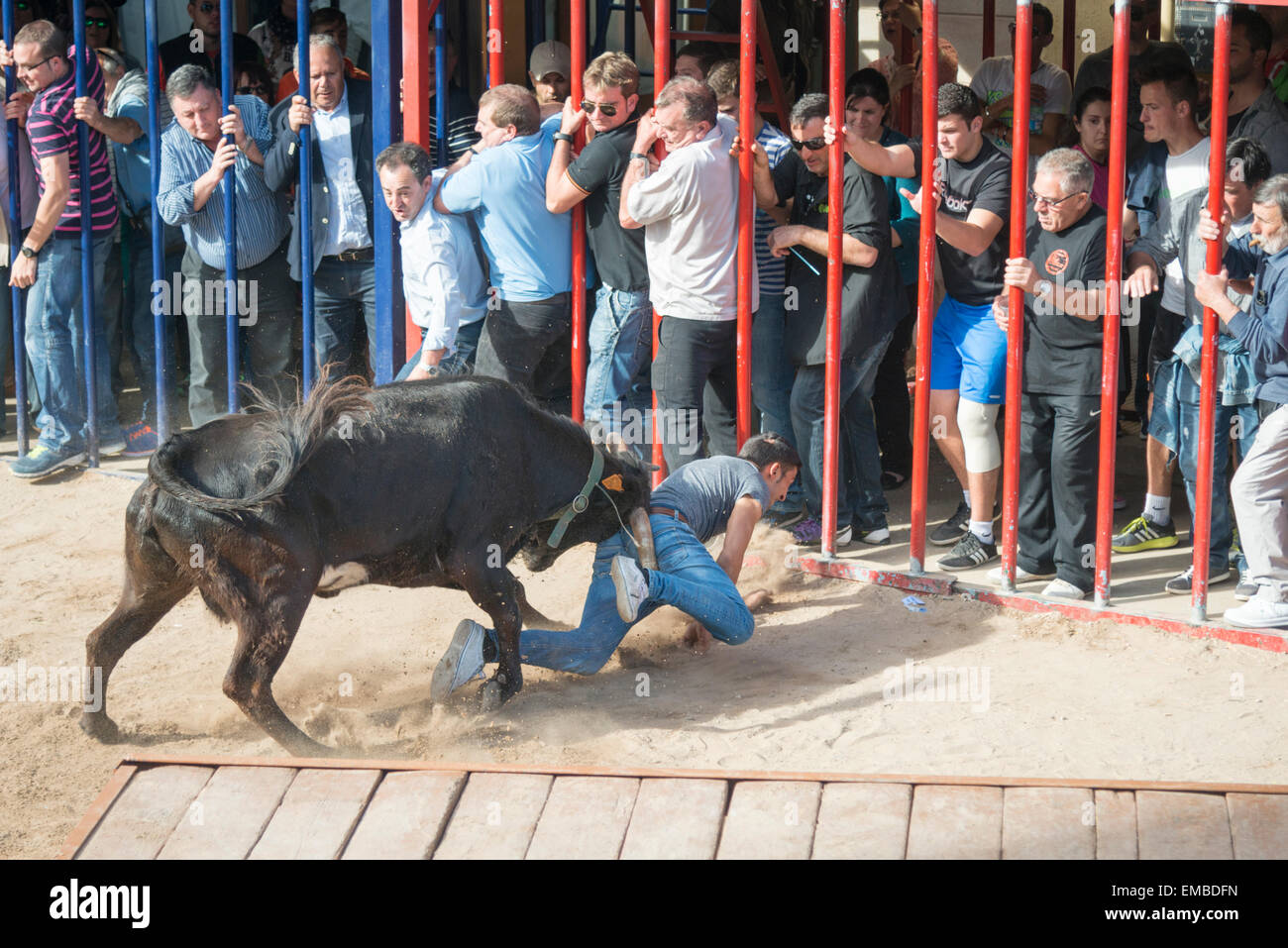 Bull cow from behind hi-res stock photography and images - Alamy