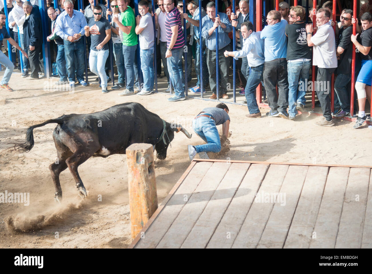 Bullrunnings hi-res stock photography and images - Alamy