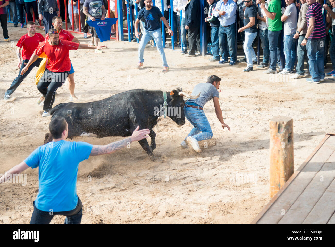 Animal sequence image hi-res stock photography and images - Alamy