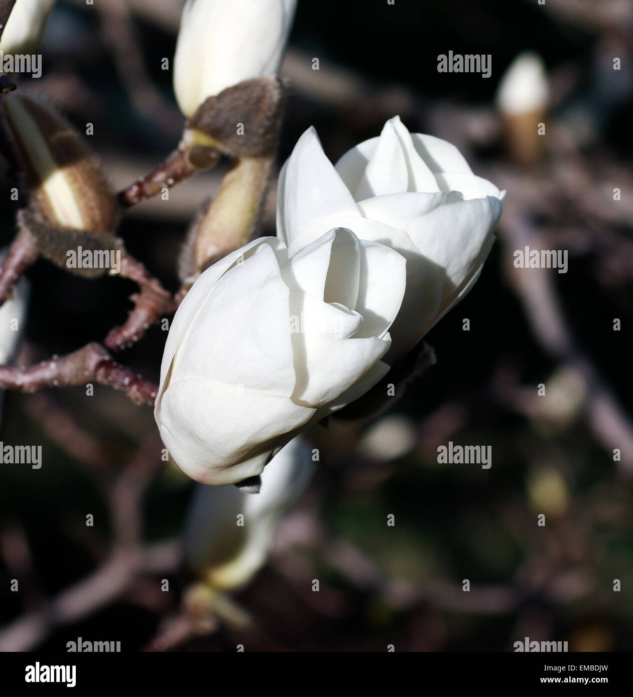 White magnolia blossom flower opening Stock Photo - Alamy