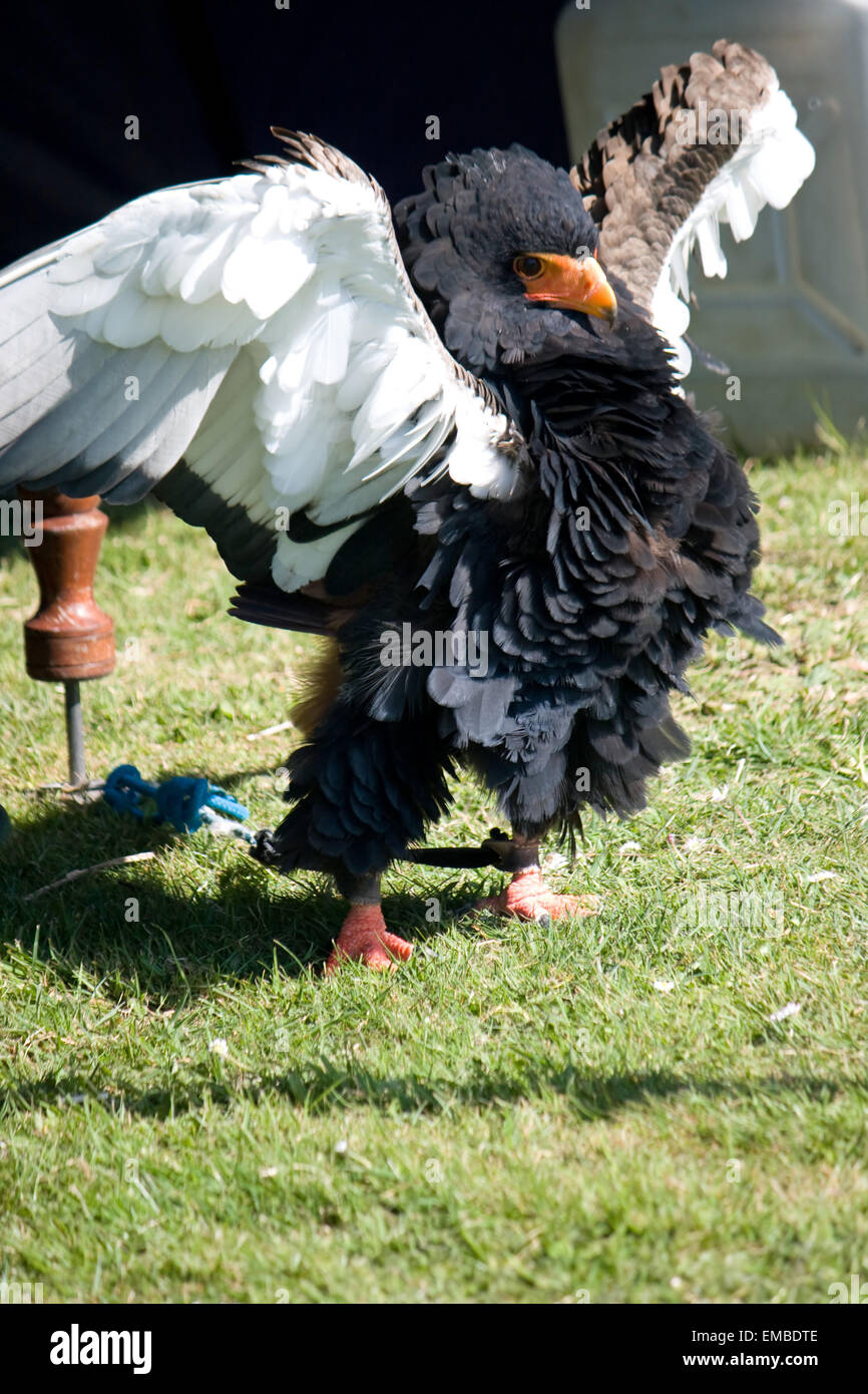 Bateleur Eagle Falconry