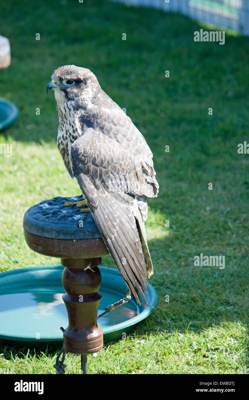 Bird wing display hi-res stock photography and images - Alamy