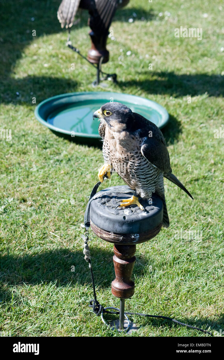 Bird wing display hi-res stock photography and images - Alamy