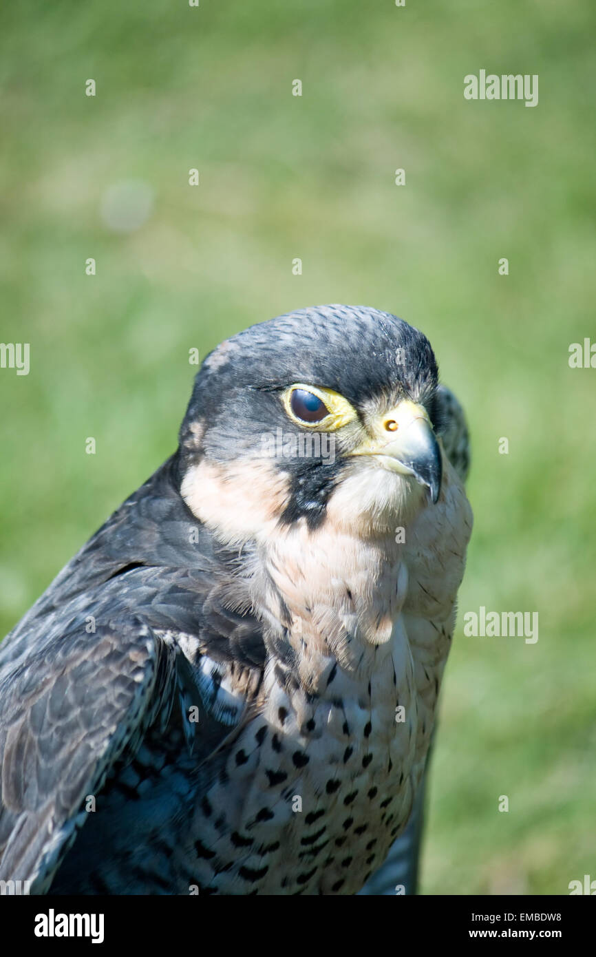 Head and shoulders of a peregrine falcon (falco peregrinus Stock Photo ...