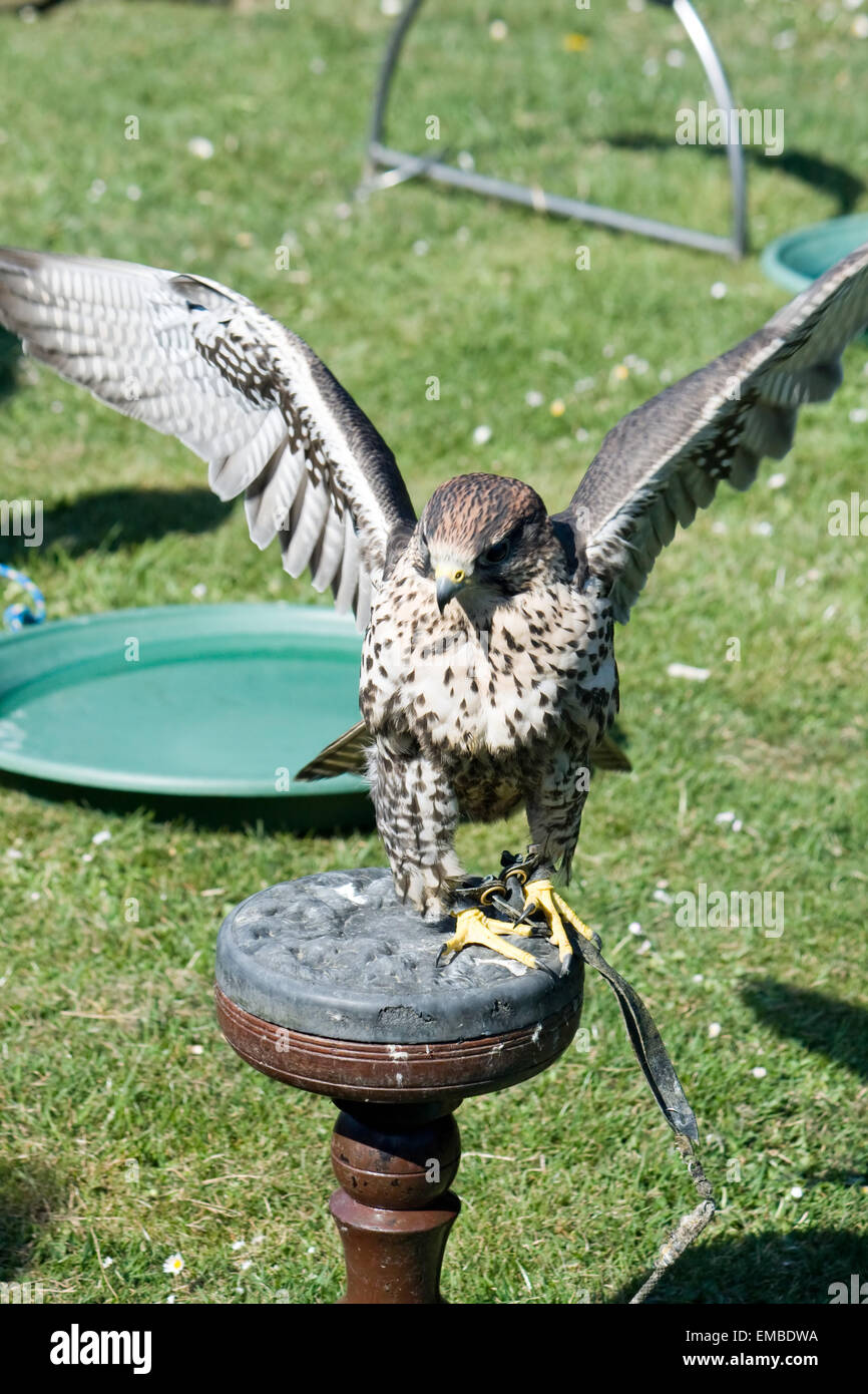 Falcon on a block perch at a falconry display in Dorset Stock Photo - Alamy
