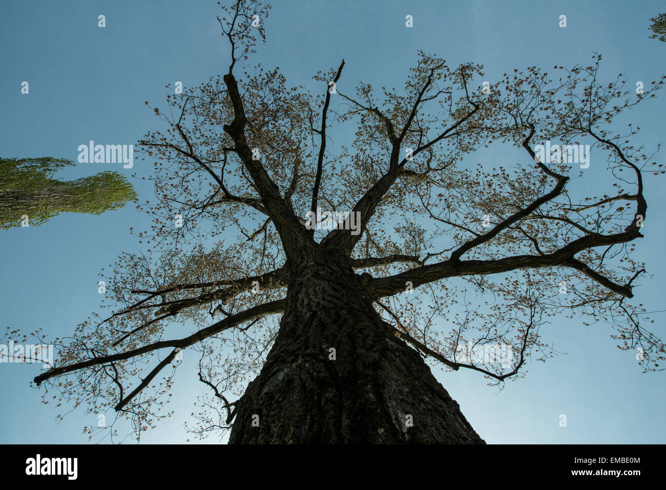 the tree from below Stock Photo - Alamy