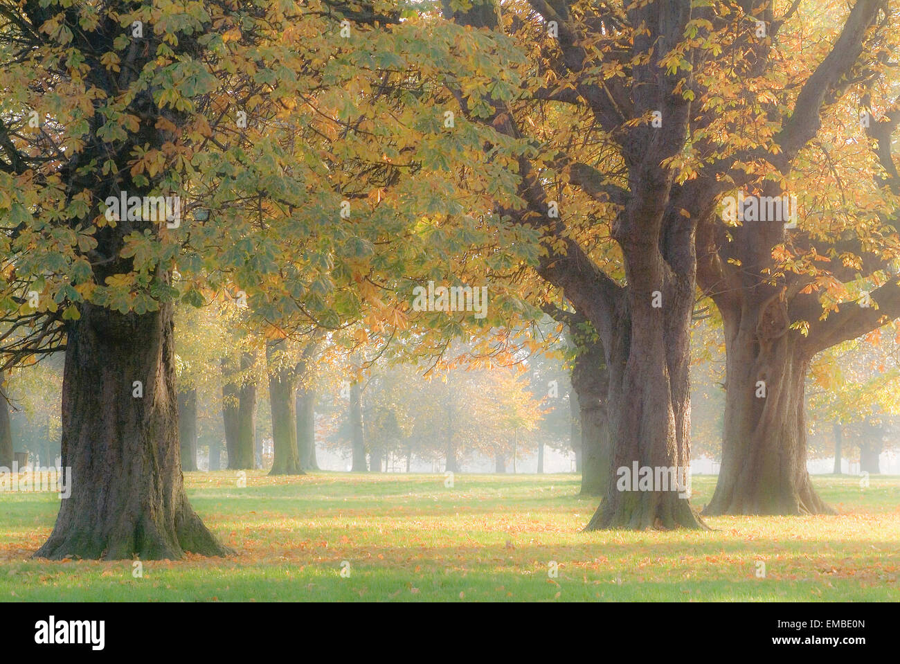 Hyde park london autumn hi-res stock photography and images - Alamy