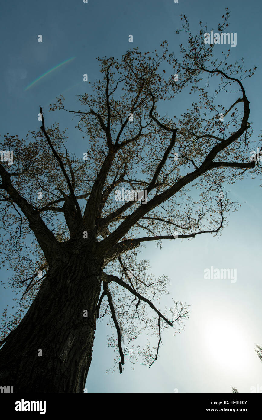 Tree branches frame the sun hi-res stock photography and images - Alamy
