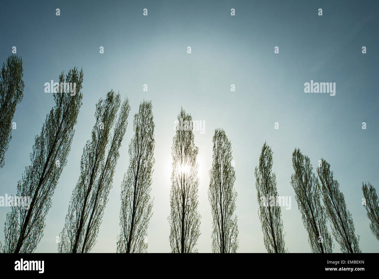a line of trees Stock Photo - Alamy
