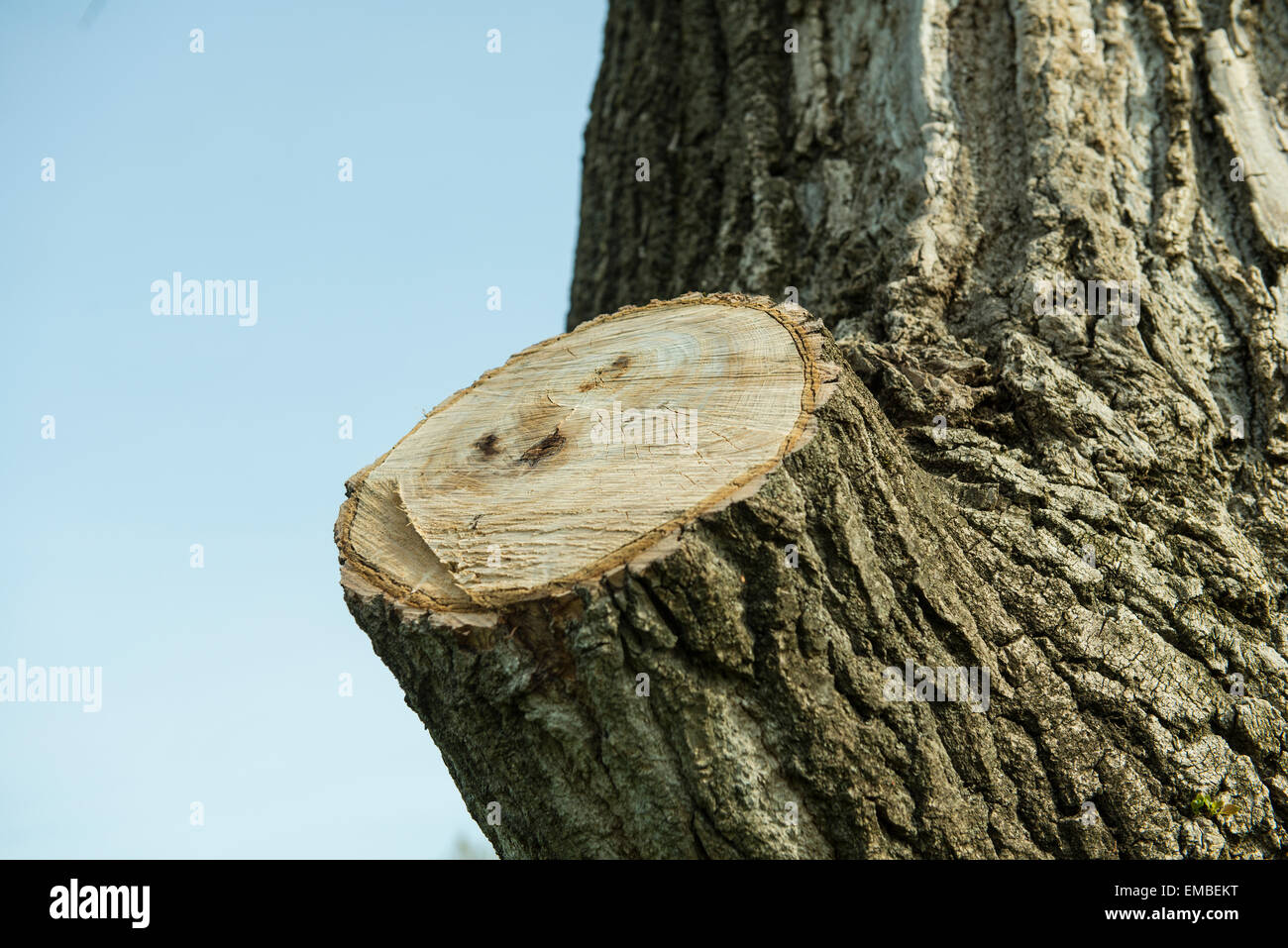 a branch cropped Stock Photo - Alamy