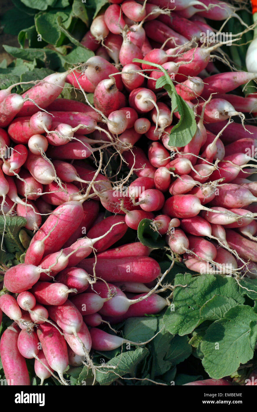 Bunch of radishes on a market stand in Provence France Stock Photo - Alamy