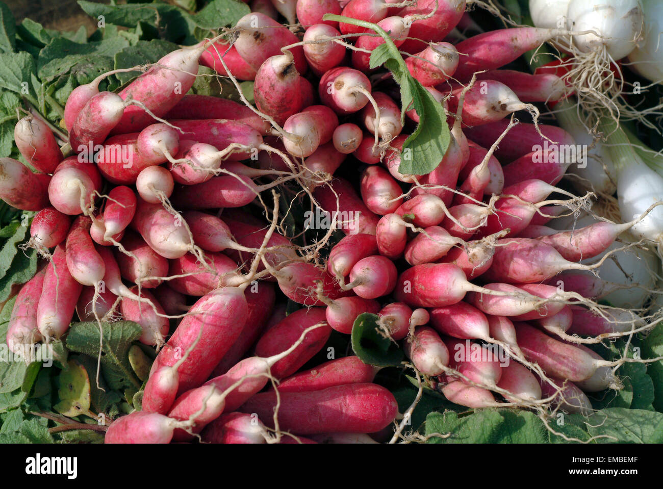 Bunch of radishes on a market stand in Provence France Stock Photo - Alamy