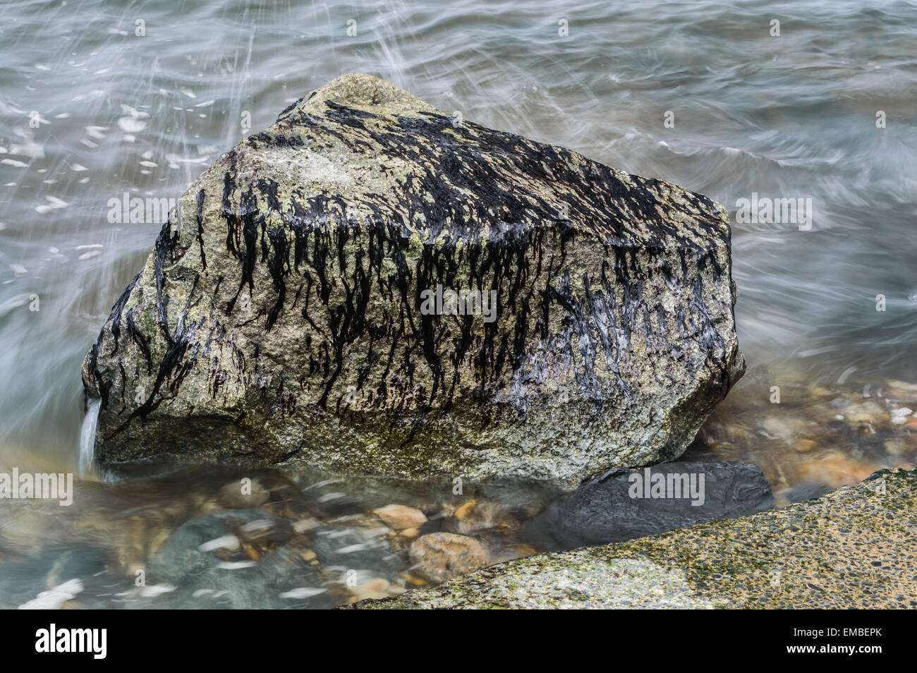 A rock, strewn with seaweed, as seawater swirls around it Stock Photo ...