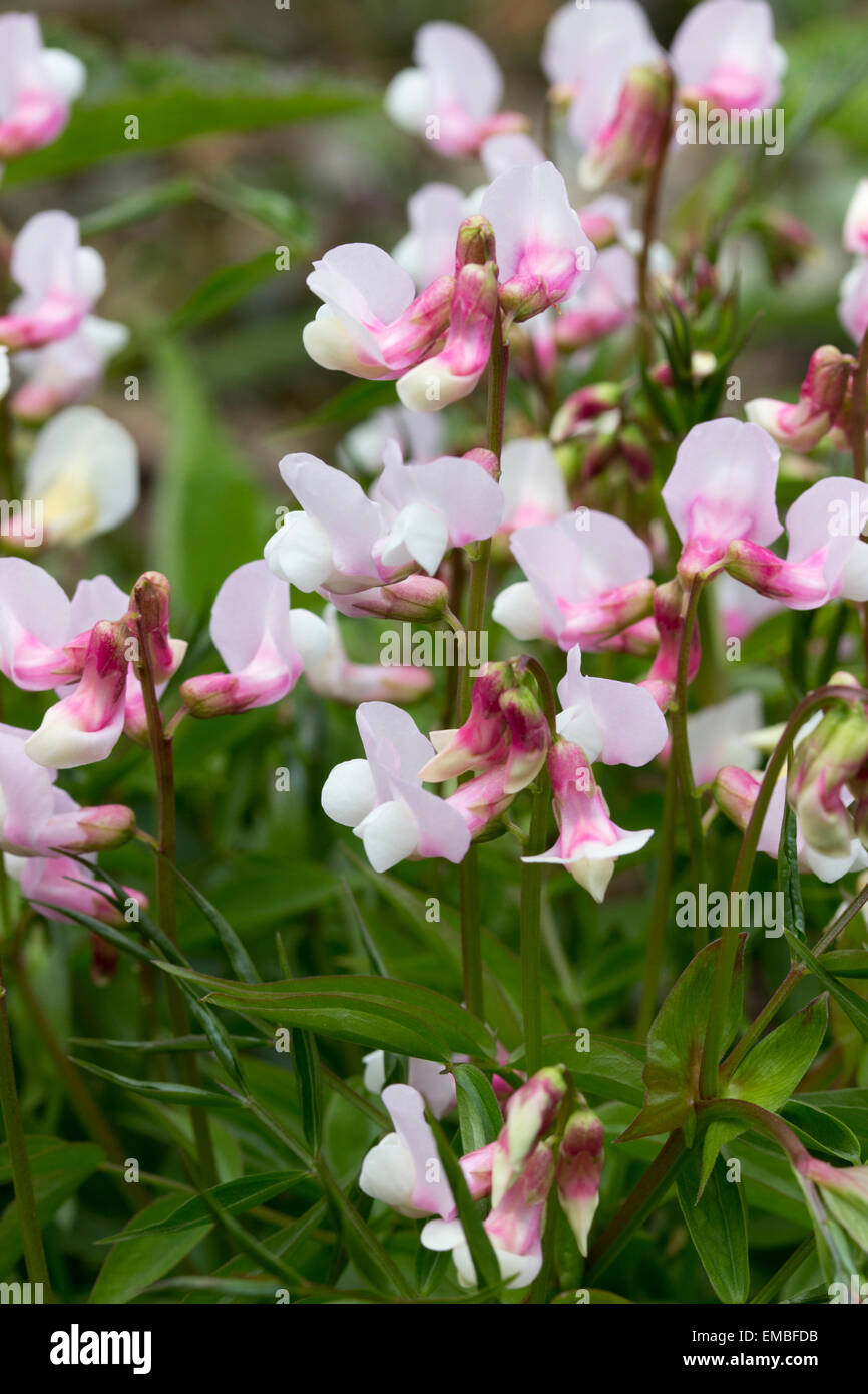 Lathyrus vernus roseus hi-res stock photography and images - Alamy