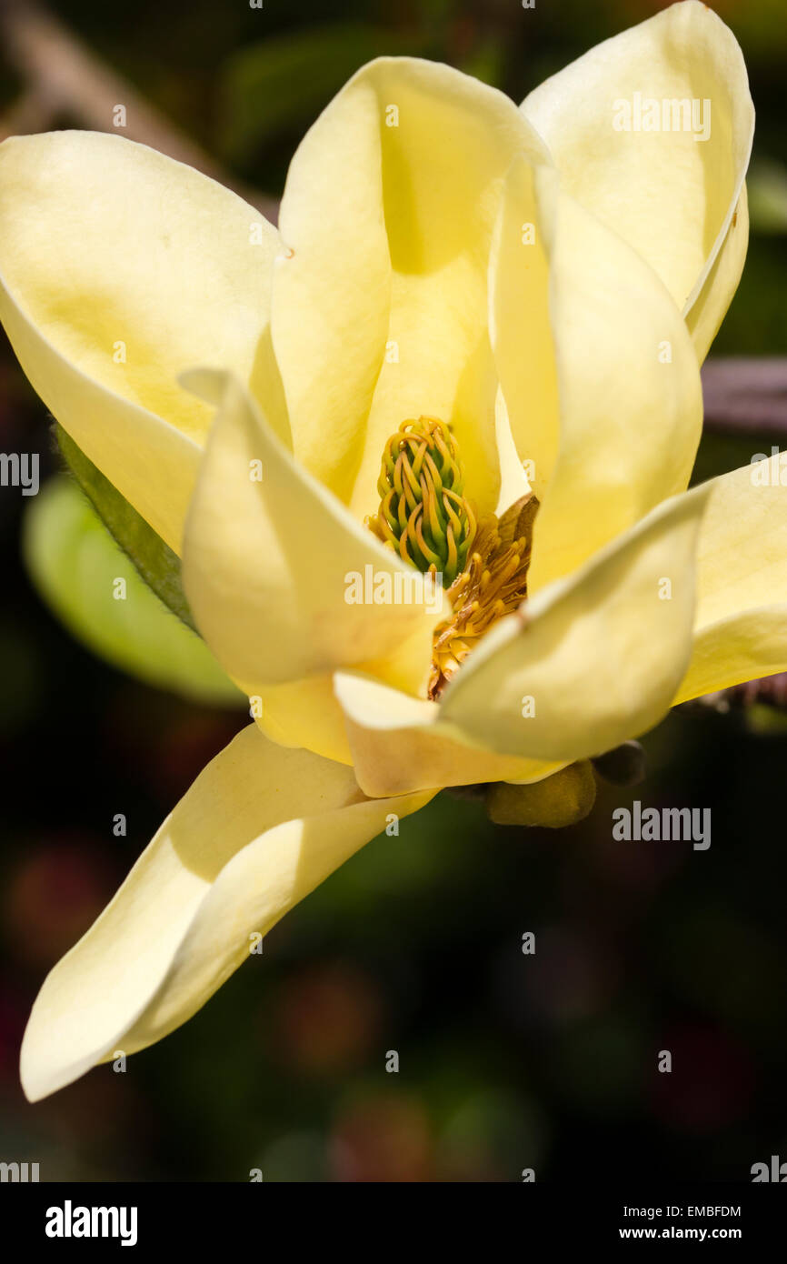 Close up of one of the best yellow flowering magnolias, the small tree ...