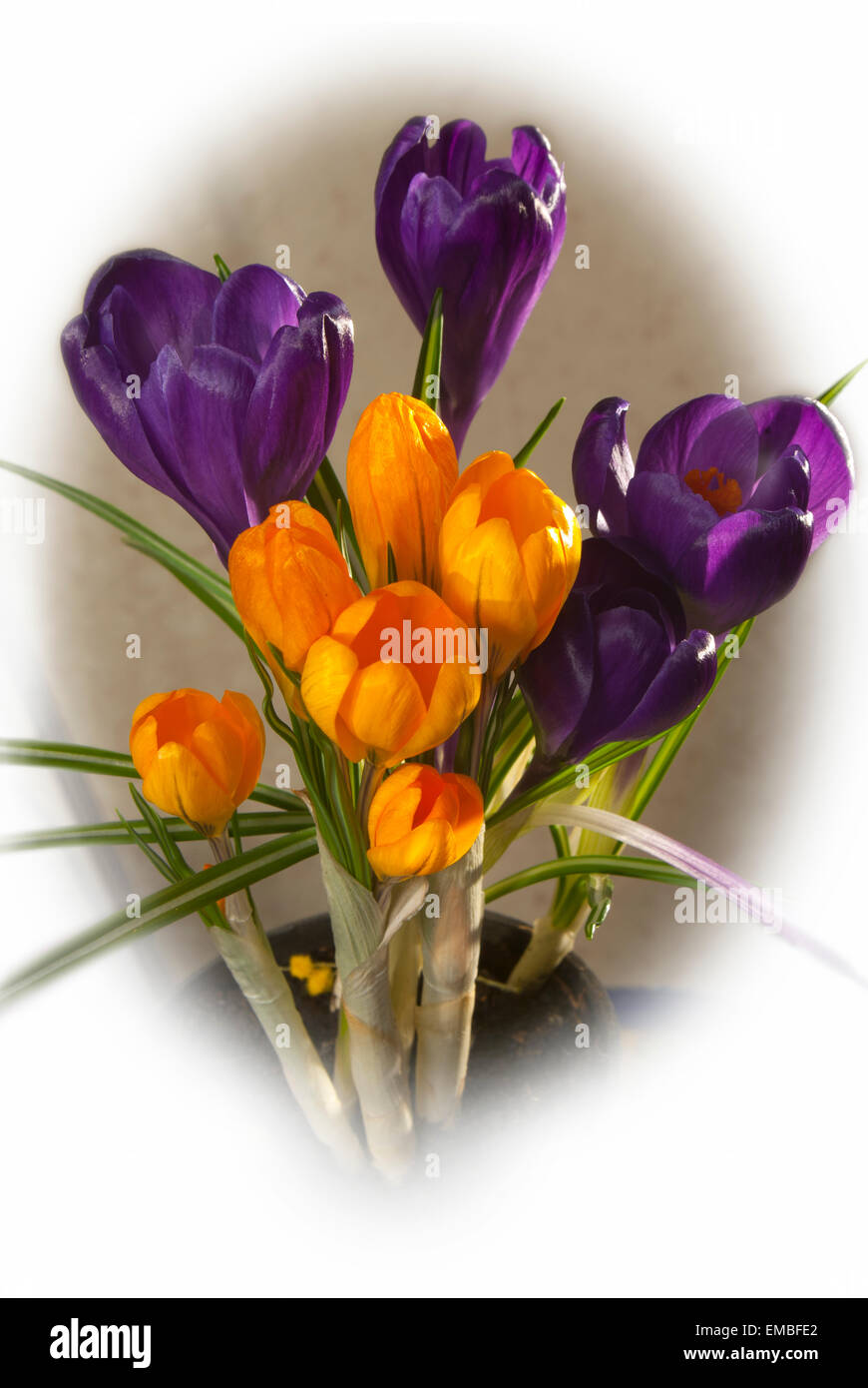 Flowers crocuses(Crocus)yellow and dark purple Stock Photo - Alamy