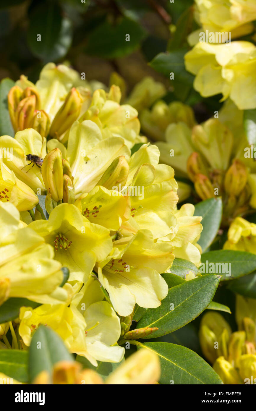 Yellow spring flowers of the mound forming evergreen, Rhododendron ...