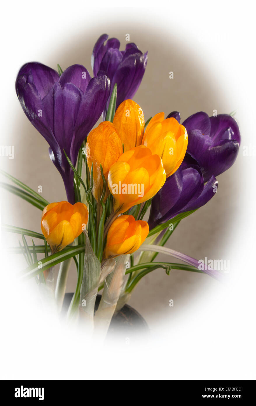 Flowers crocuses(Crocus)yellow and dark purple Stock Photo - Alamy