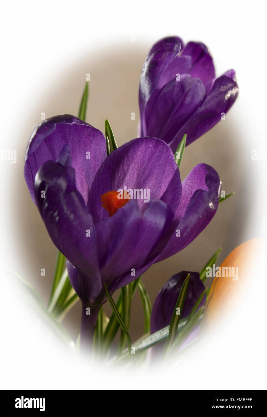 Flowers crocuses(Crocus) dark purple Stock Photo - Alamy