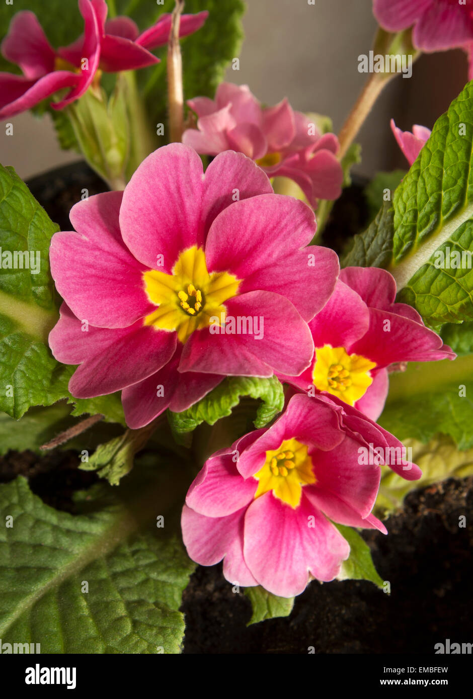 Pink Primula High Resolution Stock Photography and Images - Alamy