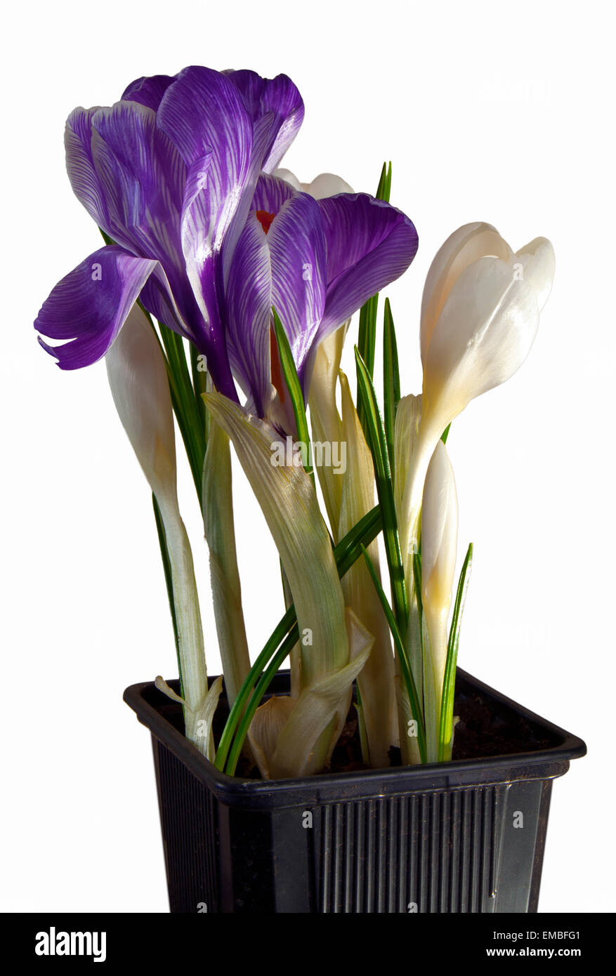 White and purple crocuses hi-res stock photography and images - Alamy