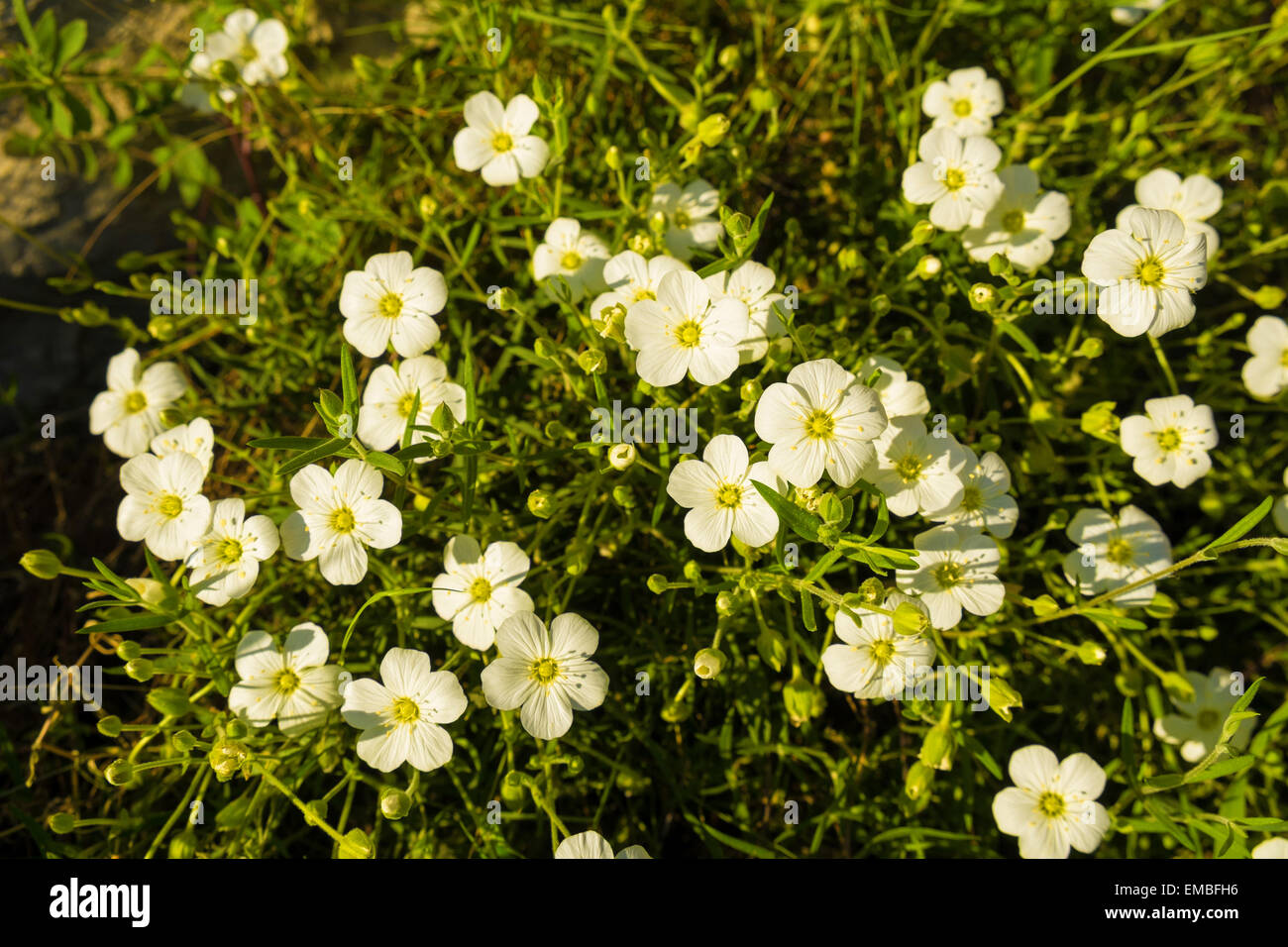 Rockrose shrub in spring full of white flowers Stock Photo - Alamy