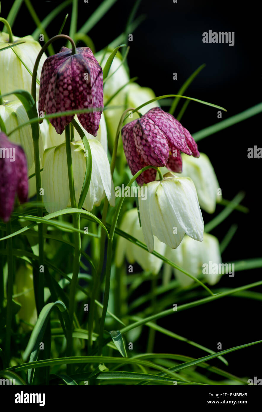 White And Purple Chess Flowers Stock Photo - Alamy