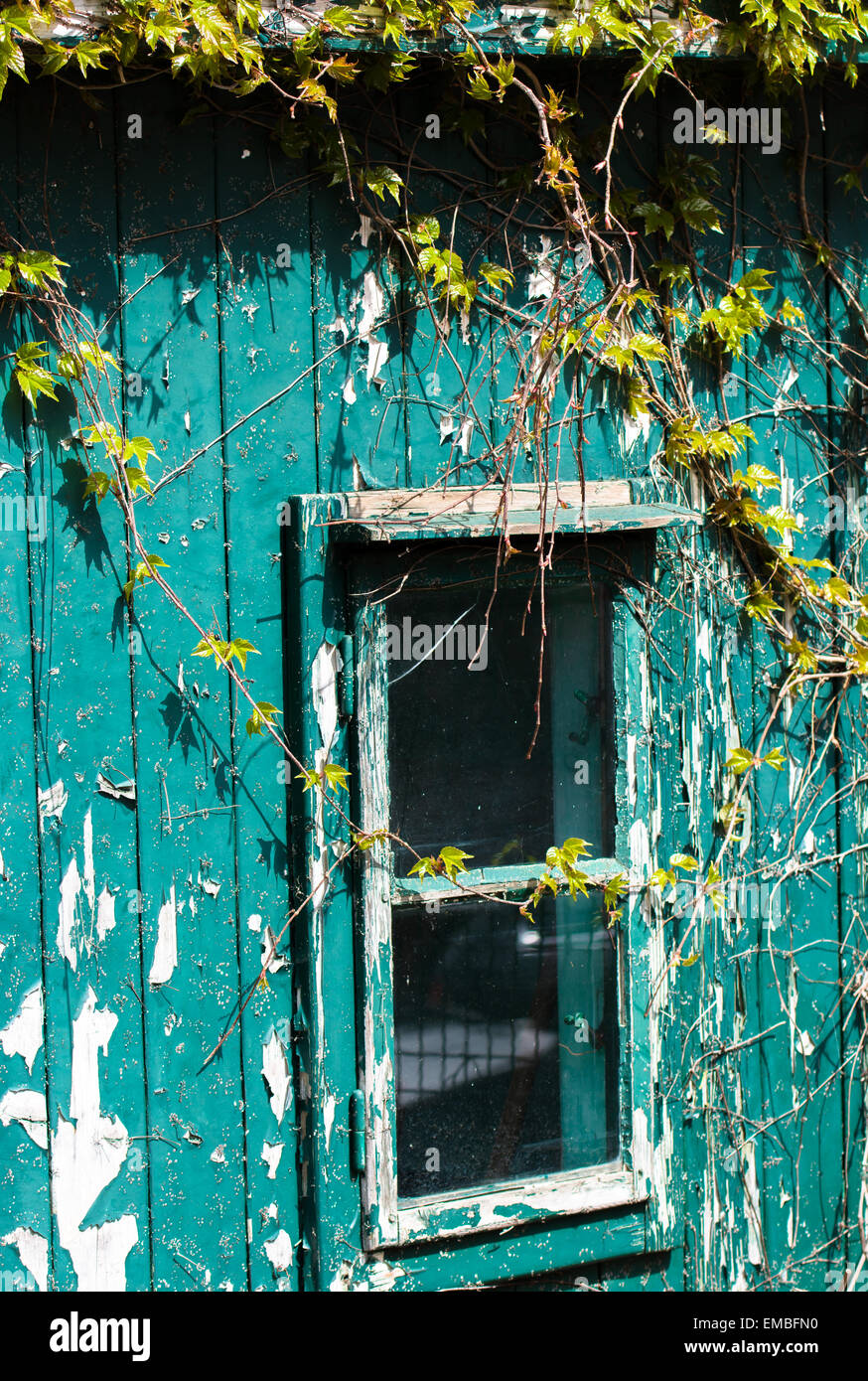Old Window Of A Desolate House Overgrown With Ivy Stock Photo - Alamy