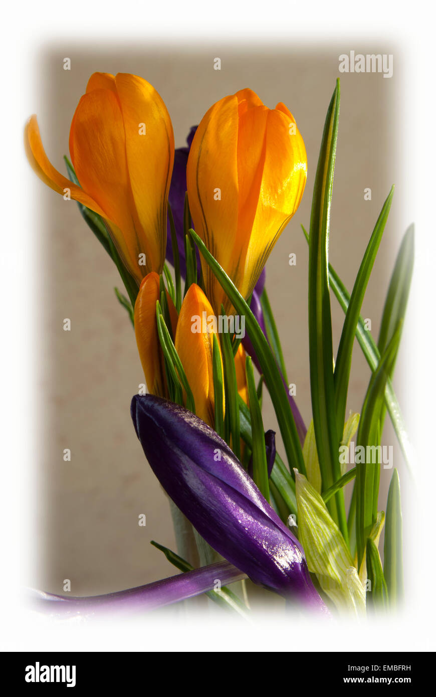 Flowers crocuses(Crocus)yellow and dark purple Stock Photo - Alamy
