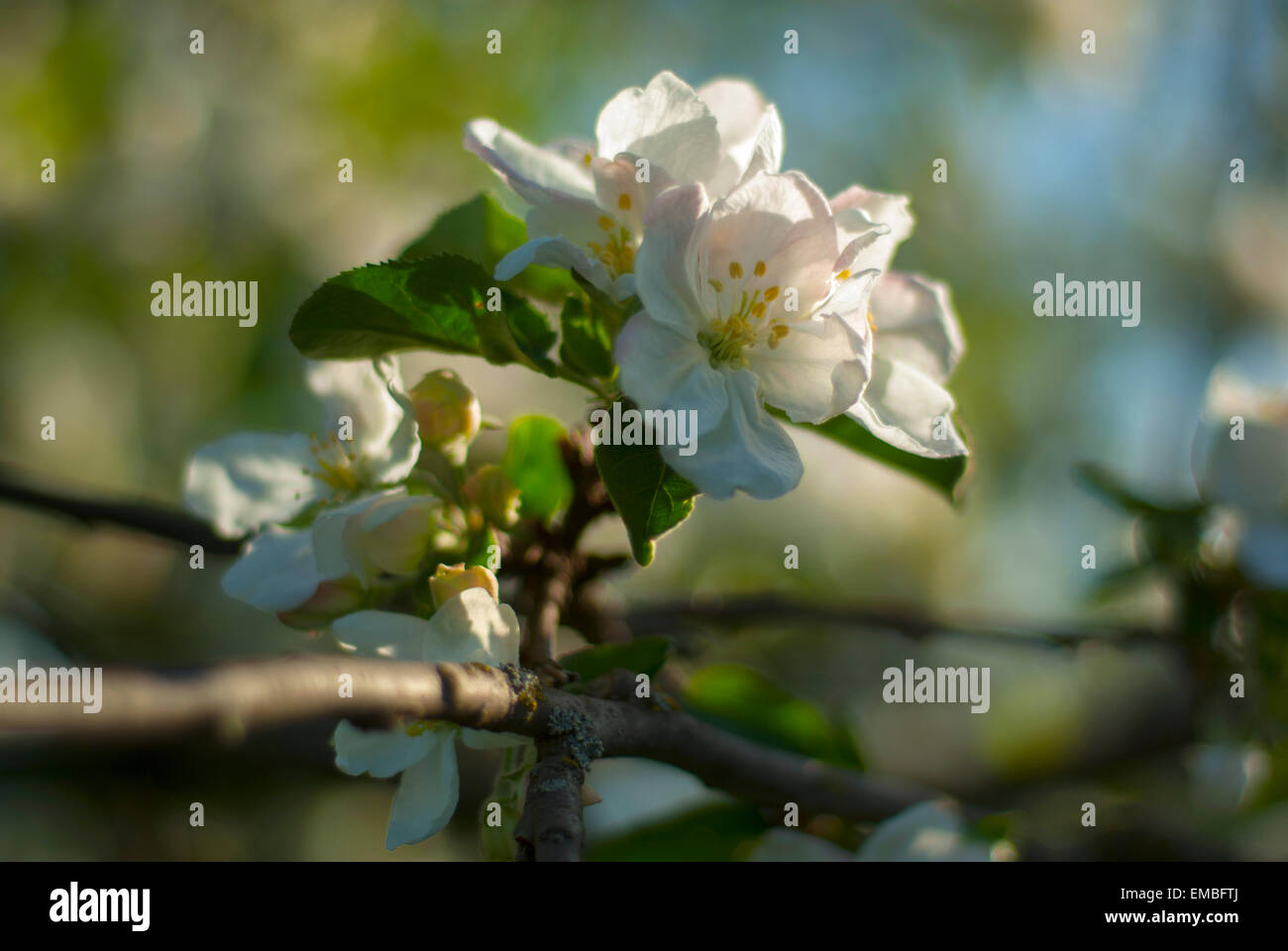 Inflorescence of white flowers on Apple(Malus domestica)spring Stock ...