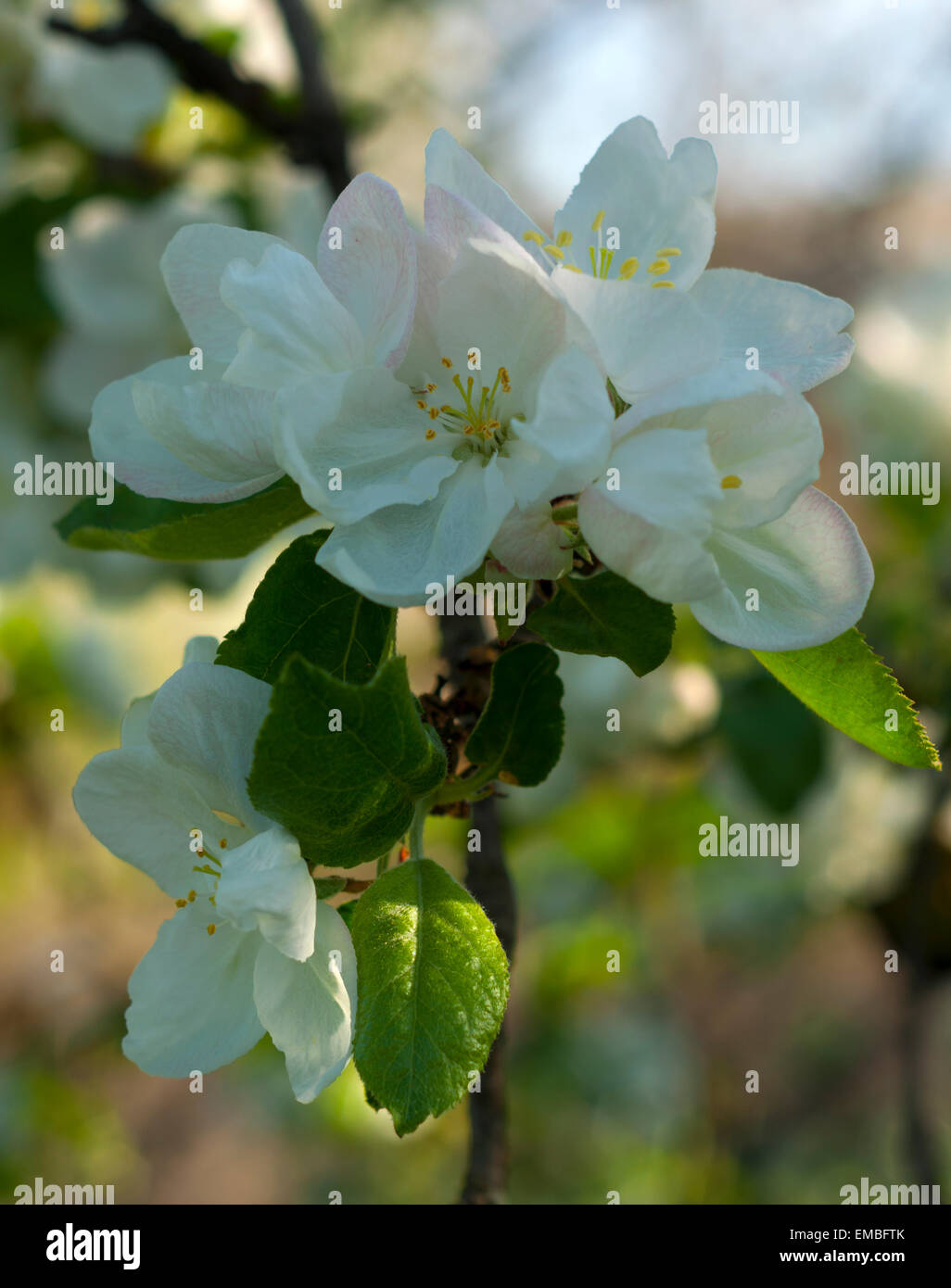 Inflorescence of white flowers on Apple(Malus domestica)spring Stock ...