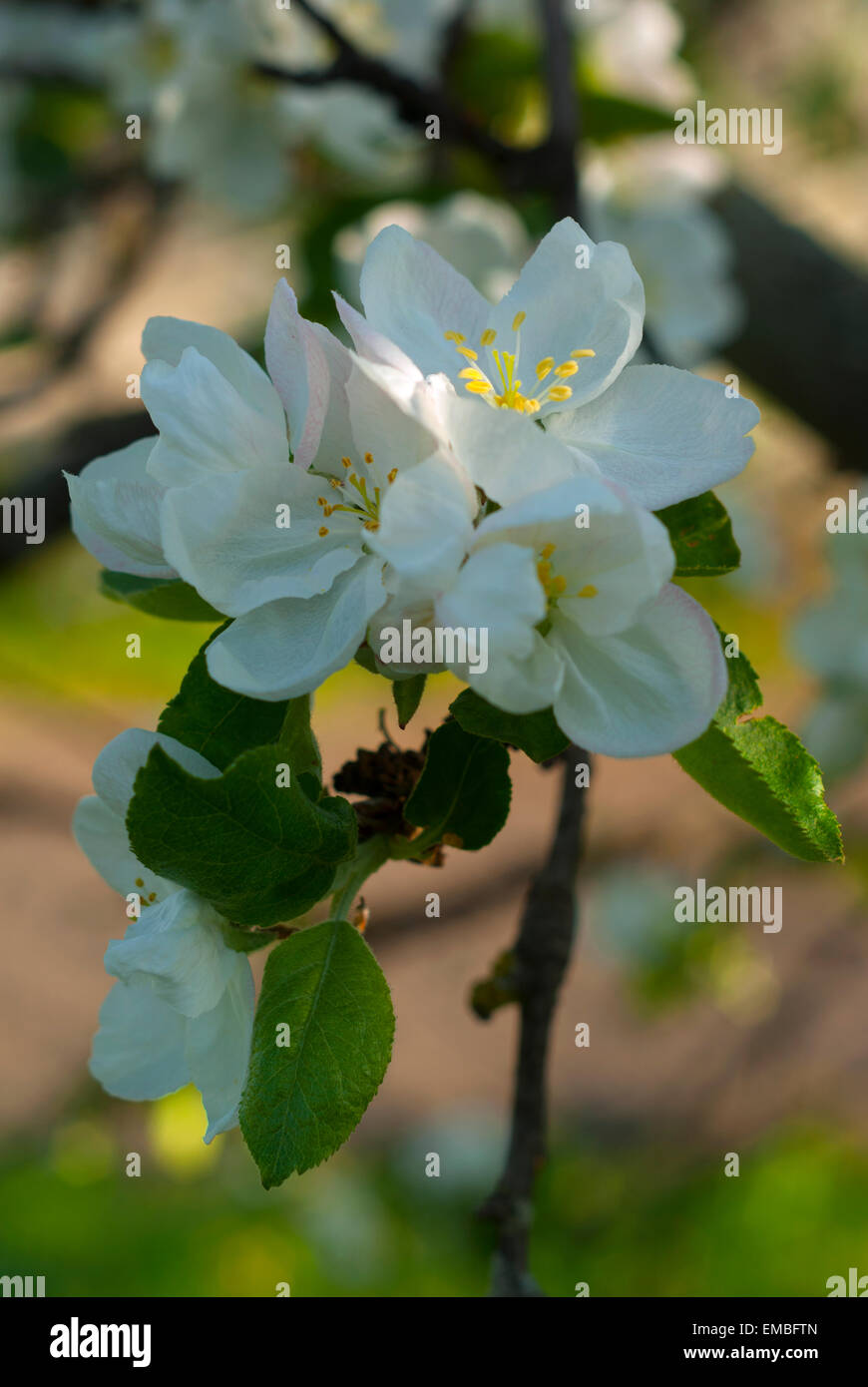 Inflorescence of white flowers on Apple(Malus domestica)spring Stock ...