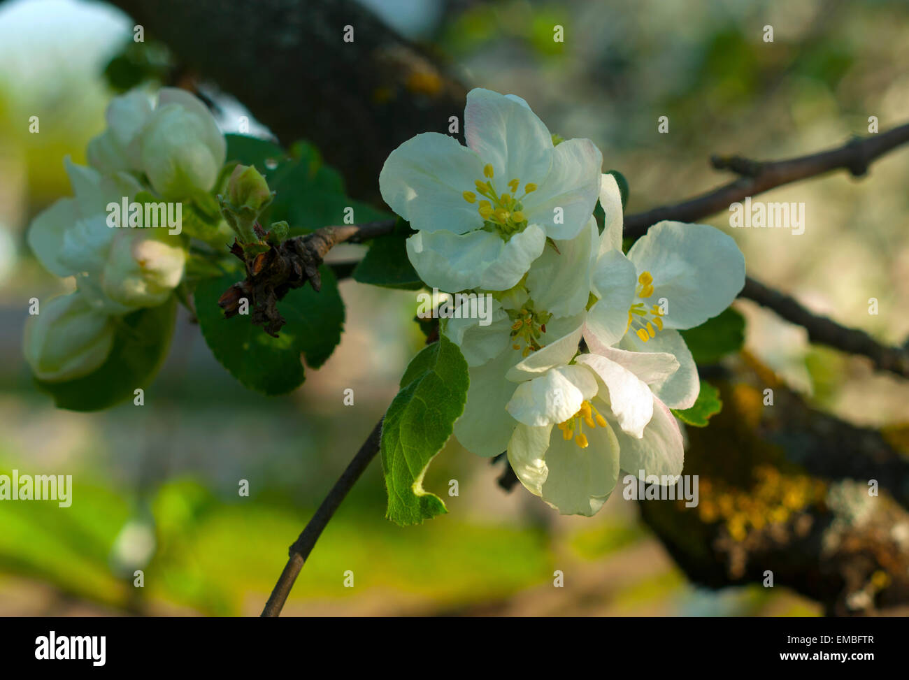 Inflorescence of white flowers on Apple(Malus domestica)spring Stock ...