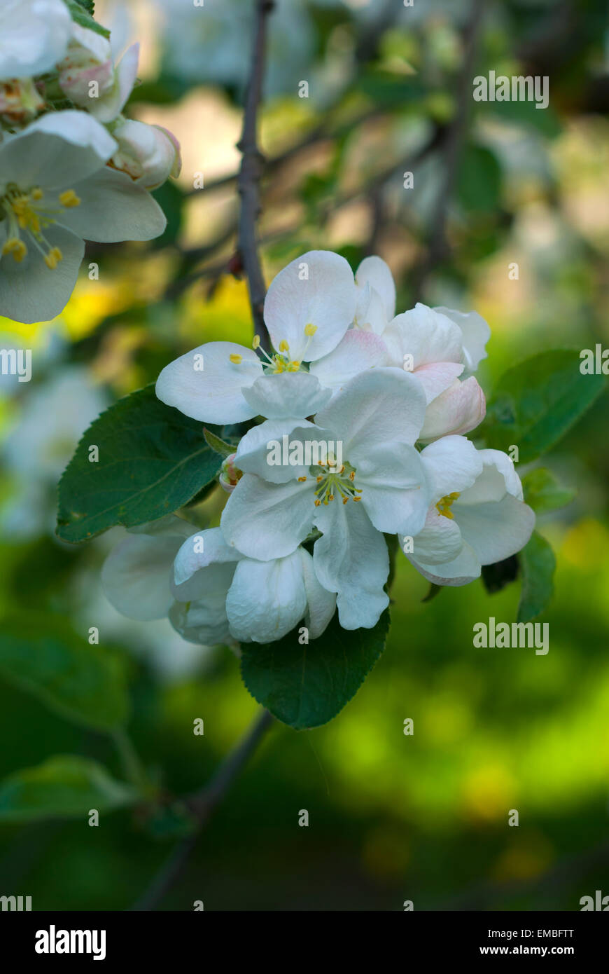 Inflorescence of white flowers on Apple(Malus domestica)spring Stock ...