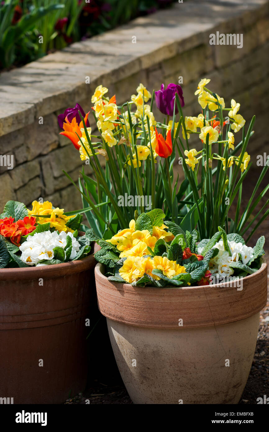 Colorful Spring Flowers in Flower Pot Stock Photo - Alamy