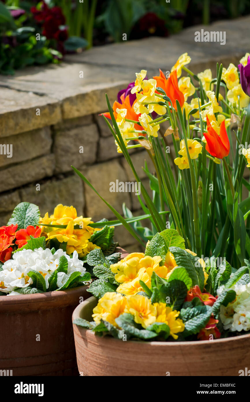 Colorful Spring Flowers in Flower Pot Stock Photo - Alamy