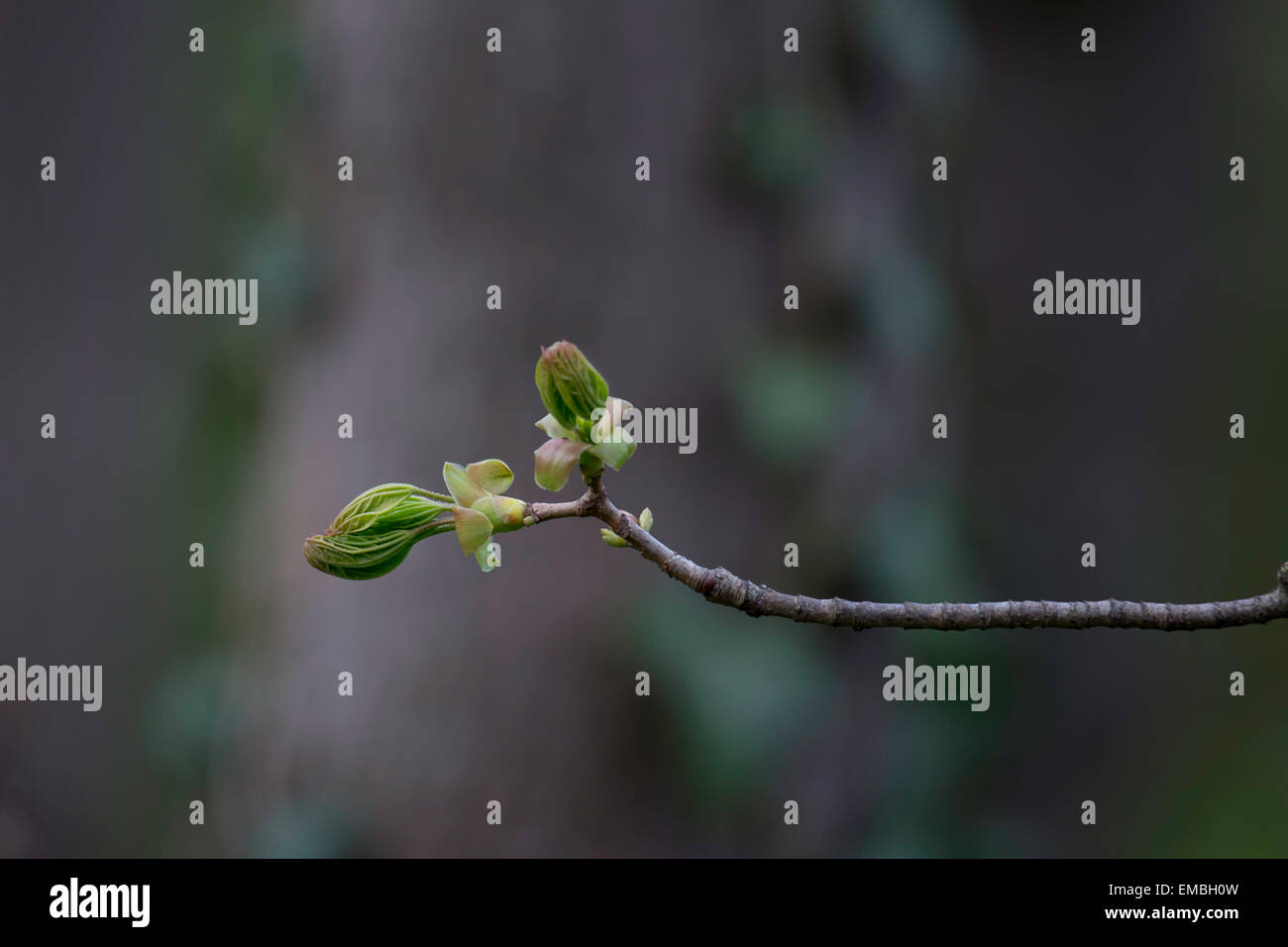 Spring leaf buds Stock Photo - Alamy