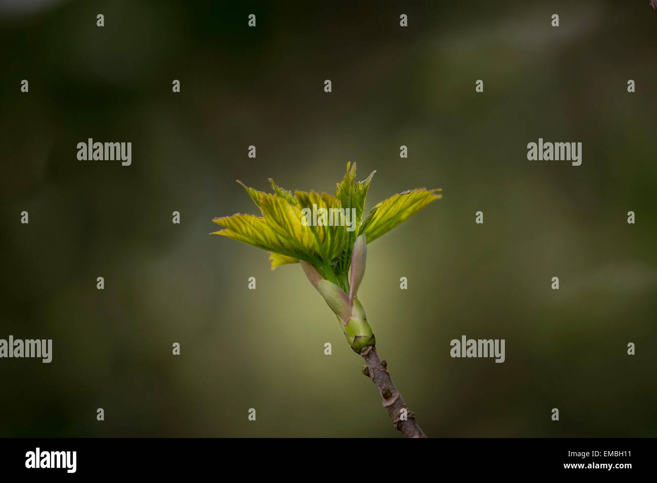 Spring leaves opening Stock Photo - Alamy